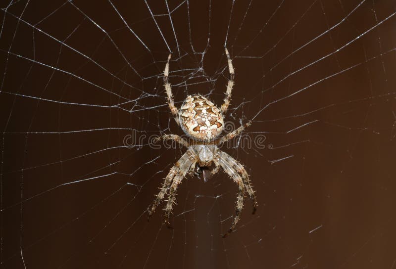 Hunting spider stock photo. Image of cross, wildlife - 26644232
