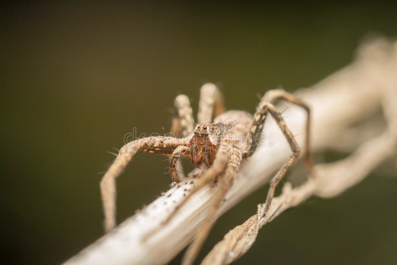 Hunting Spider stock photo. Image of fauna, green, detailed - 26995932