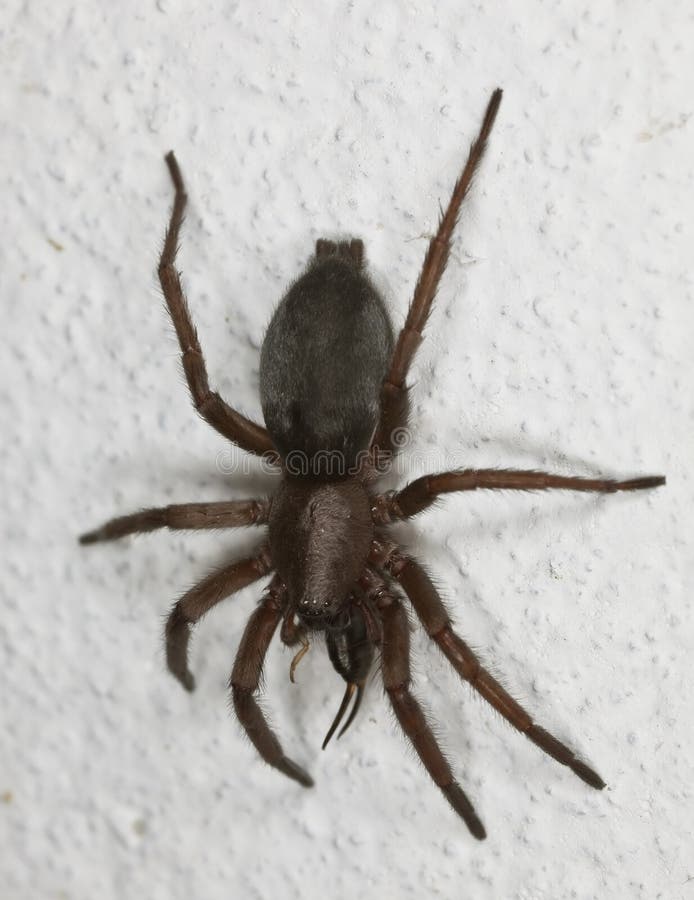 Hunting Spider Eating Earwig. Stock Photo - Image of multi ...