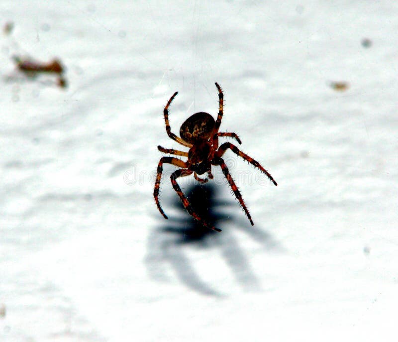Hunting Spider stock photo. Image of wildlife, arachnid - 50183140