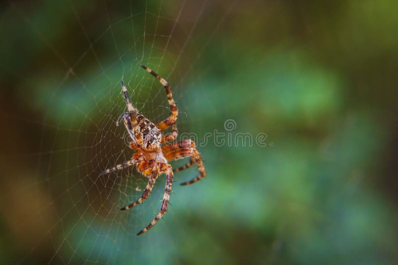 A hunting spider stock photo. Image of garden, animal - 221384558