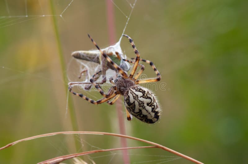 Hunting Spider stock photo. Image of vermin, spider, meat - 51220762