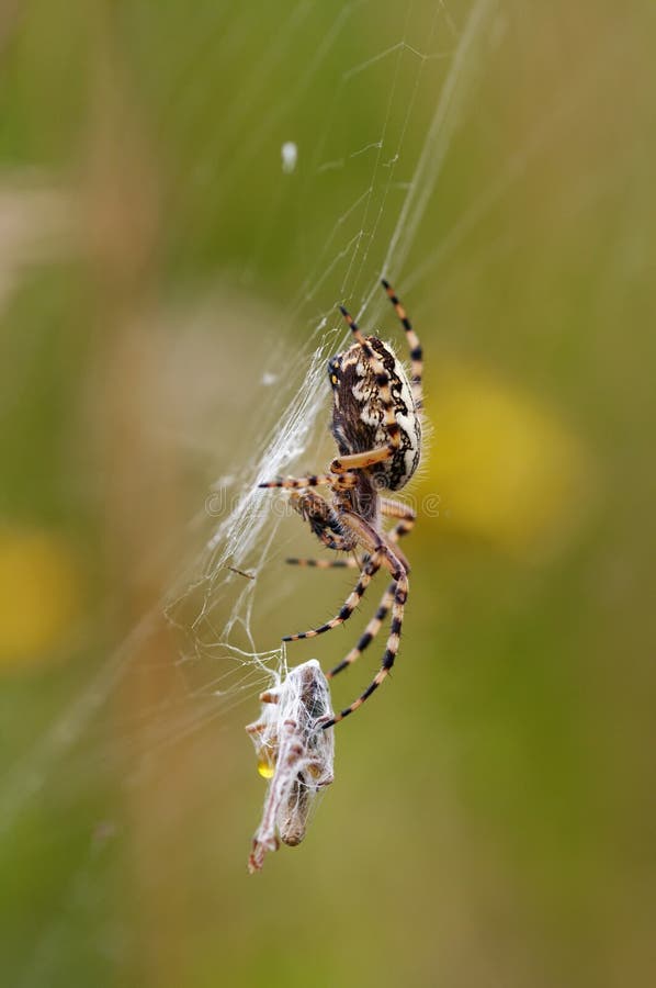 Hunting Spider Eating Earwig. Stock Photo - Image of multi ...