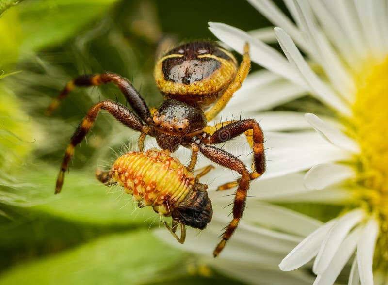 Hunting spider stock image. Image of green, animal, head - 261299361