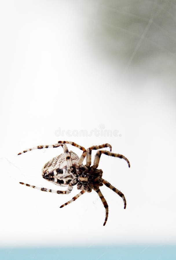 Hunting spider web. stock image. Image of natural, detail - 31216011