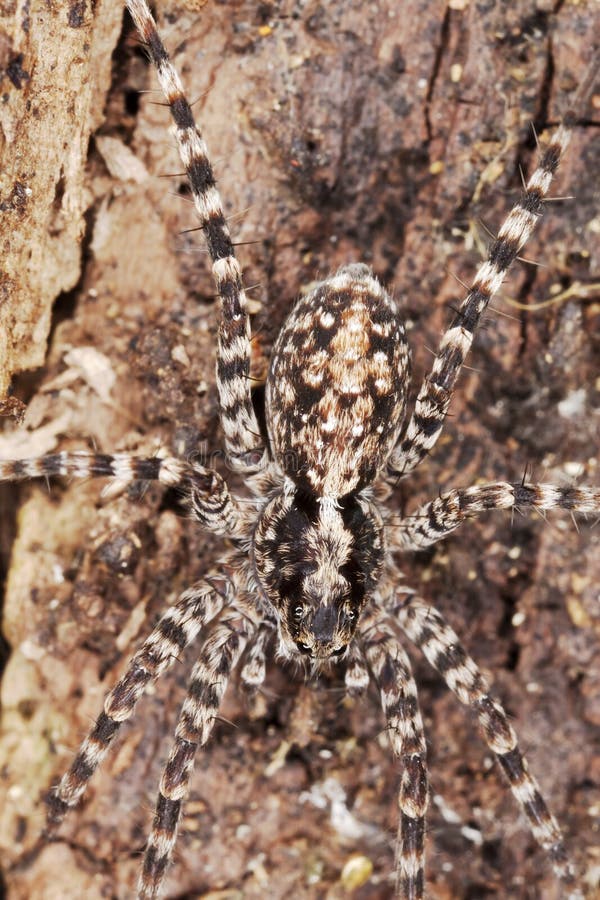Hunting spider on wood. stock image. Image of araneae - 14063399