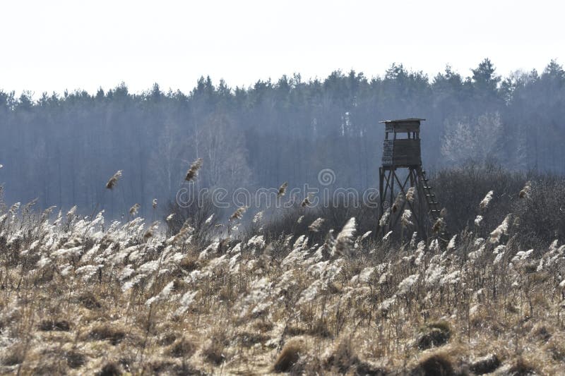 Hunting Stand in the Forest Grass Stock Image - Image of grassland ...