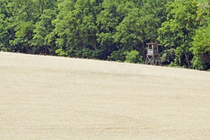 Hunting Stand by Grain Field Stock Image - Image of landscape ...