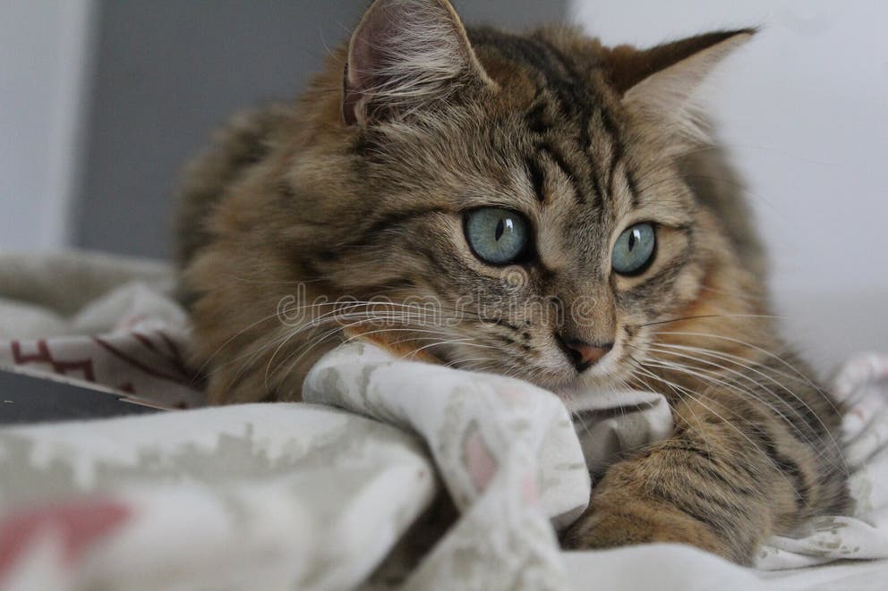 Hunting time is open stock image. Image of hunting, snout - 337000231