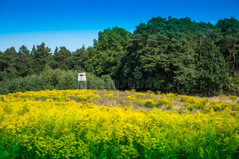 Hunting Tower among the Trees and Bushes Stock Photo - Image of fields ...