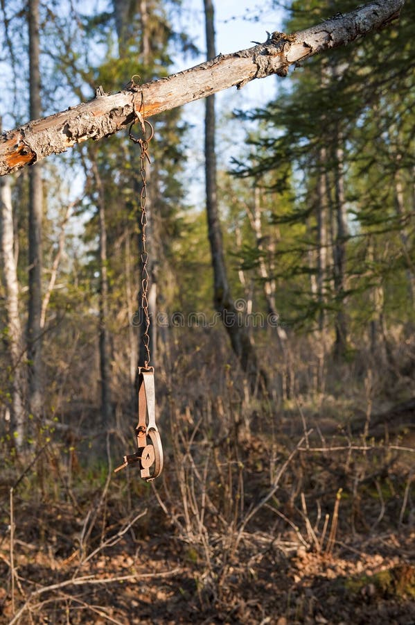 Hunting trap in forest stock image. Image of wildlife - 12282523