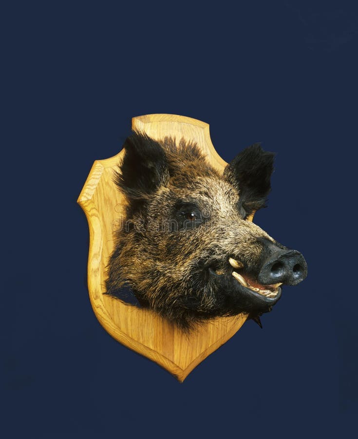 Hunting Trophy, Head of Wild Boar, Sus Scrofa Stock Image - Image of ...