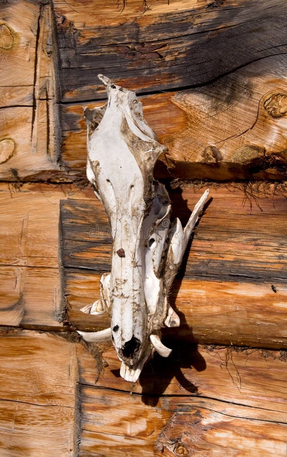 Hunting Trophy, the Skull of a Wild Boar Stock Image - Image of ...