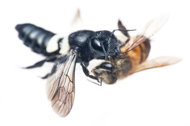 A Hunting Wasp - Philanthus, Bee-hunters Stock Photo - Image of ...