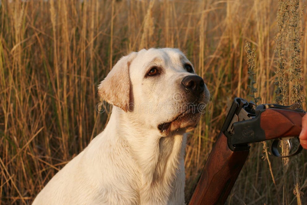 A hunting yellow labrador stock image. Image of reed - 22842863