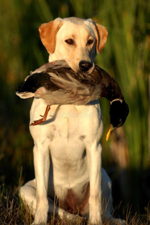 Hunting Yellow Labrador Dog Stock Photo - Image of duck, obedient: 27582130