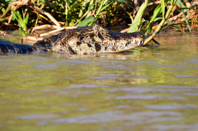 Huntingcaiman stock photo. Image of caiman, huningcaiman - 59550208