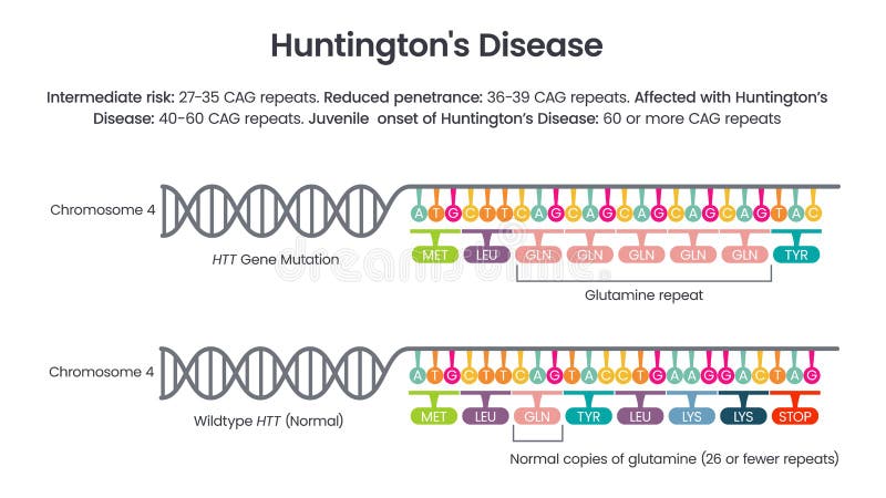 Huntington S Disease HTT Repeat Allele Vector Illustration Diagram ...