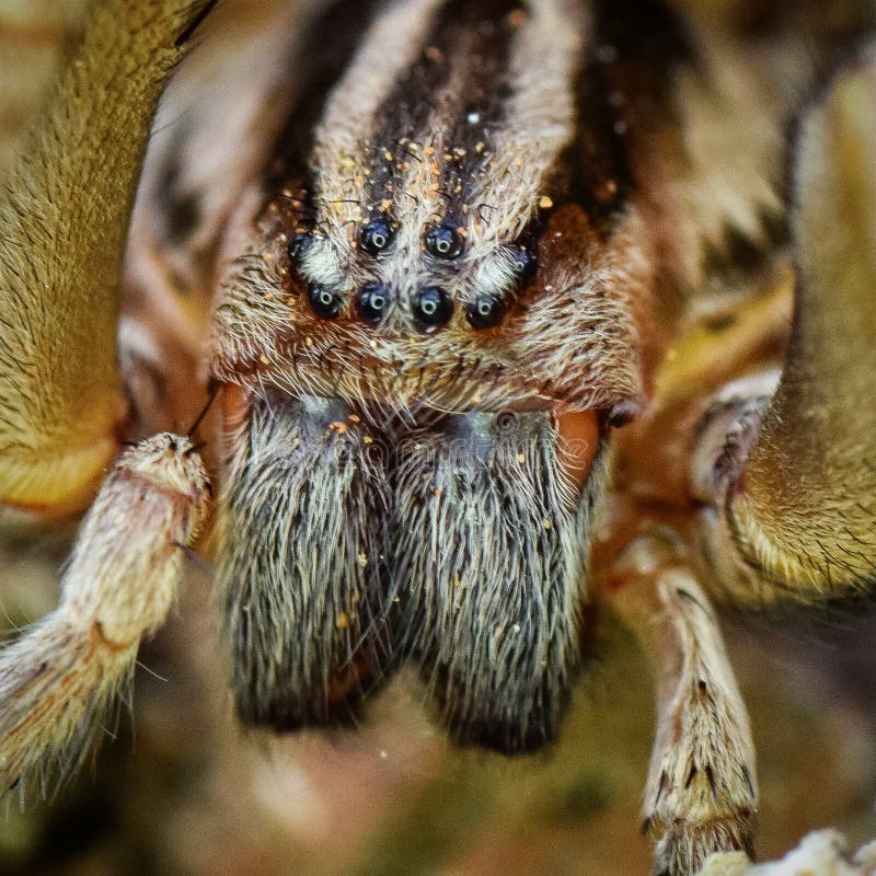 Close Up Huntsman Spider Stock Photos - Download 70 Royalty Free Photos