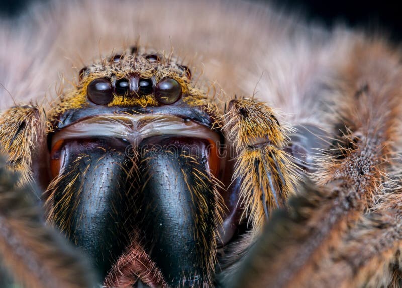 Huntsman face stock image. Image of macro, face, closeup - 82715361