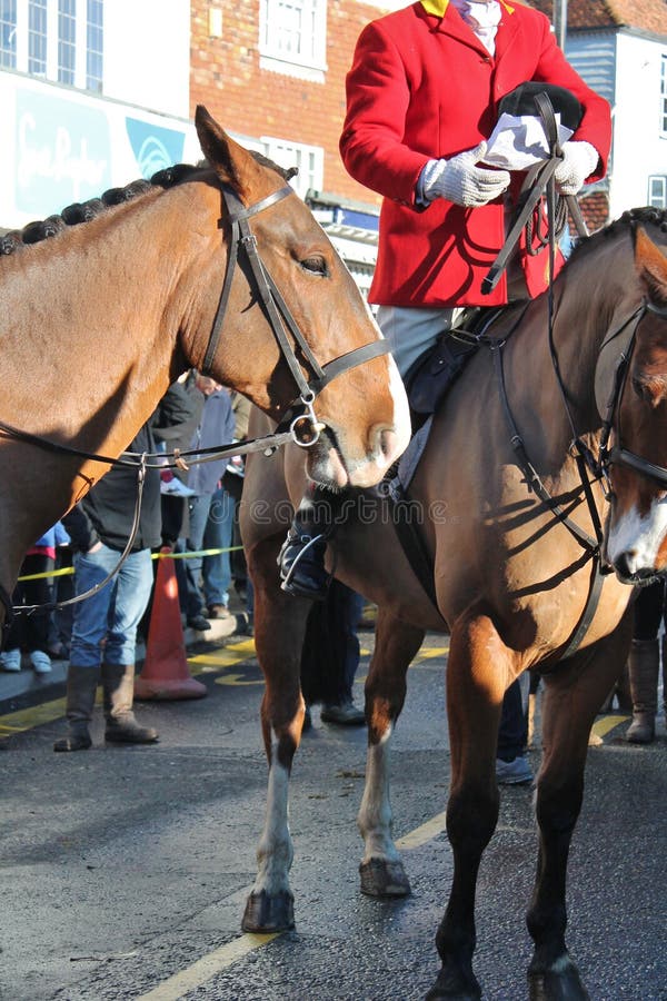 English Huntsman Hound Stock Photos - Free & Royalty-Free Stock Photos ...
