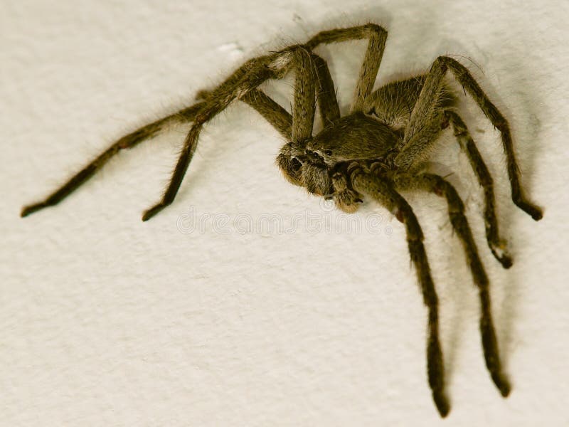 Huntsman Spider stock image. Image of spider, predator - 33971567
