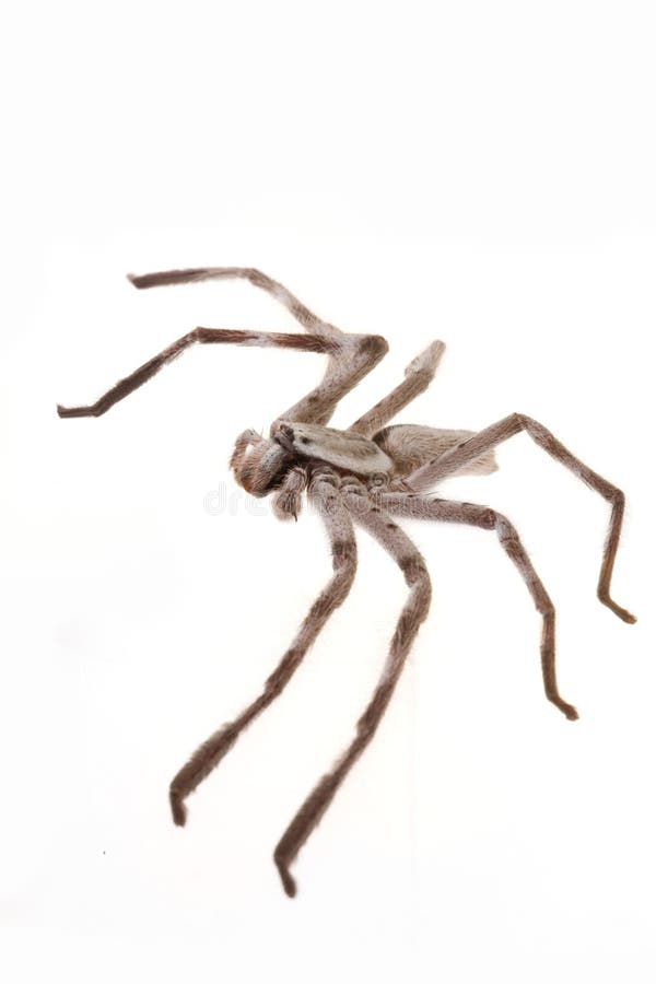 Huntsman spider stock image. Image of arachnid, insect - 1973017