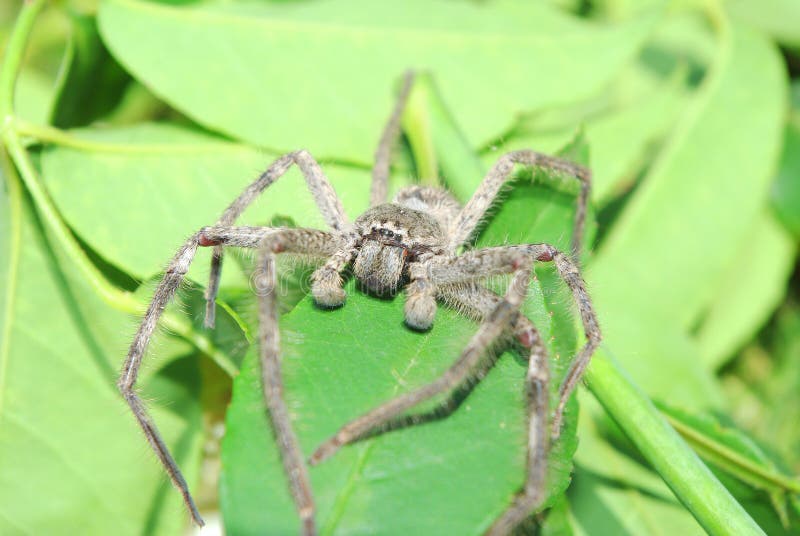 Huntsman spider stock image. Image of outdoors, crawly - 23020323