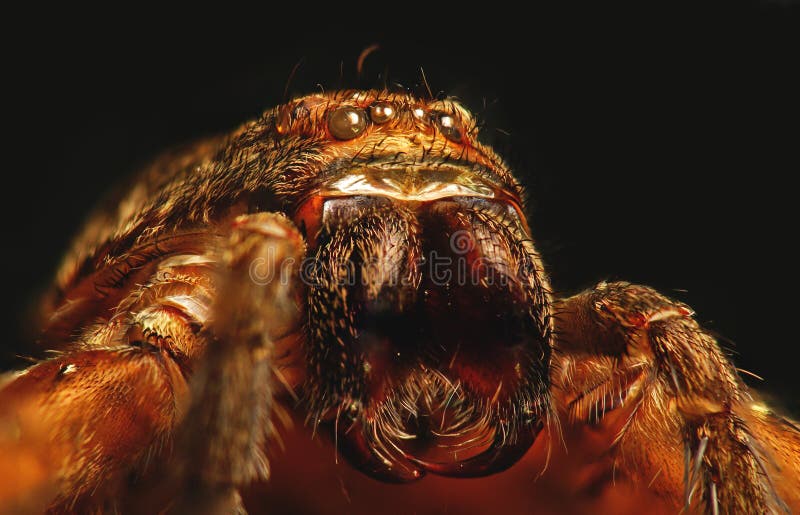 Huntsman Spider stock image. Image of arachnid, rainforest - 23171795