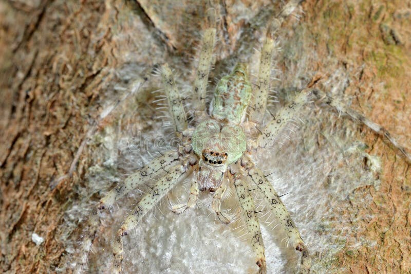 Huntsman Spider stock photo. Image of macro, huge, animal - 26714162