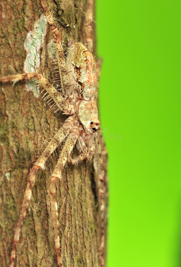 Tree Huntsman Spider, Olios Species, Satara, Maharashtra Stock Photo ...