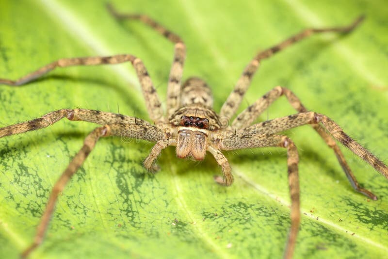 Huntsman Spider stock image. Image of spider, predator - 33971567