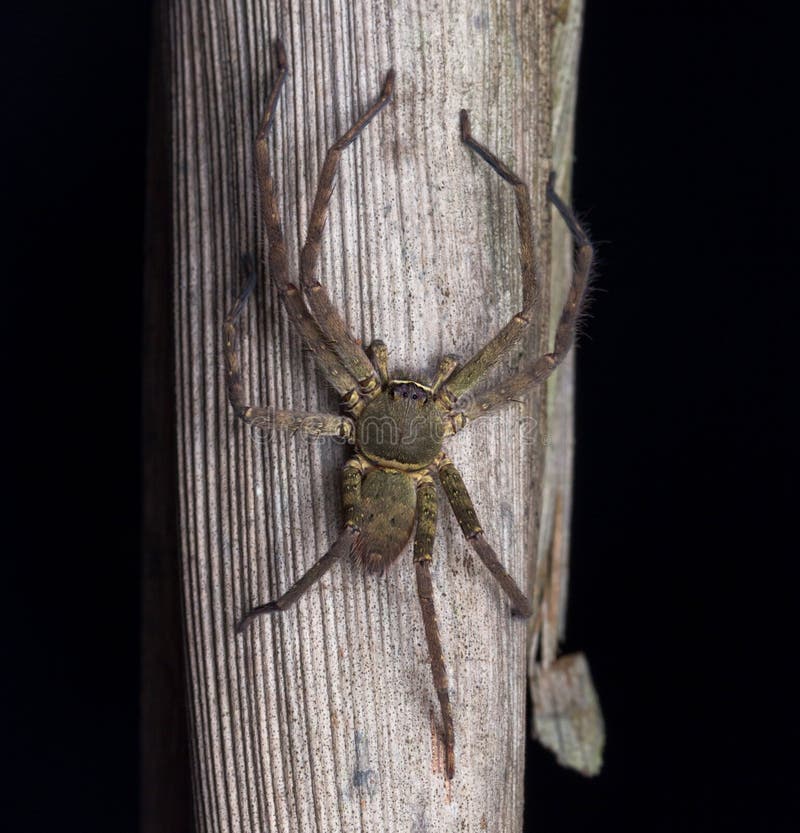 Huntsman spider stock photo. Image of closeup, spider - 90297964