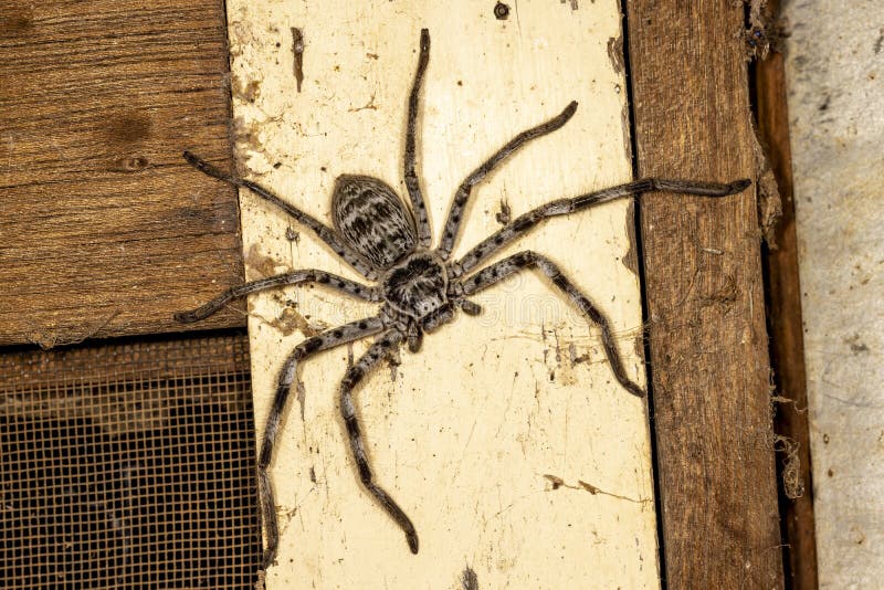 Huntsman Spider stock photo. Image of scary, side, large - 263862774