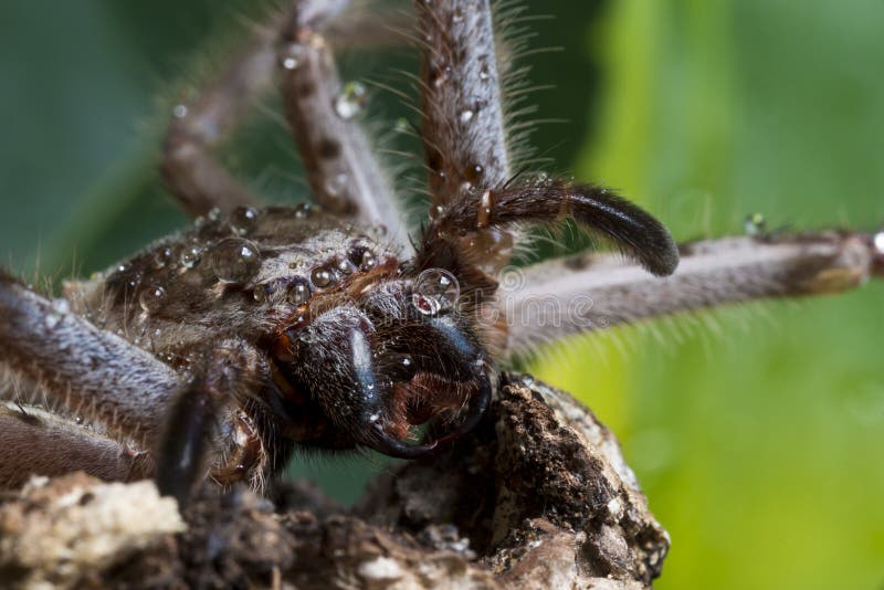 Spider, Huntsman, Holconia Immanis Stock Image - Image of isolated ...
