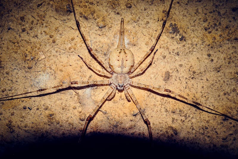Huntsman Spider Macro stock photo. Image of spiders - 229501234