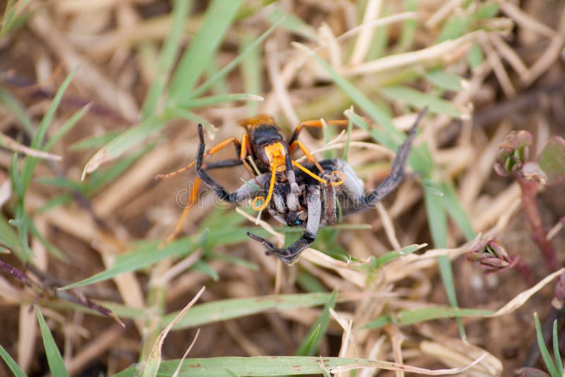 Huntsman Spider Preying on a Wasp Stock Photo - Image of insectivore ...