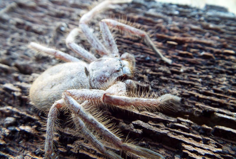 Huntsman spider stock image. Image of legged, speed, traantulas - 84457955