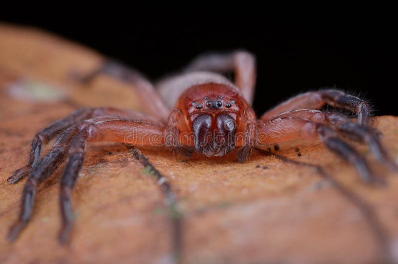Huntsman Spider (Thelcticopis Sp.) Stock Photo - Image of wildlife ...