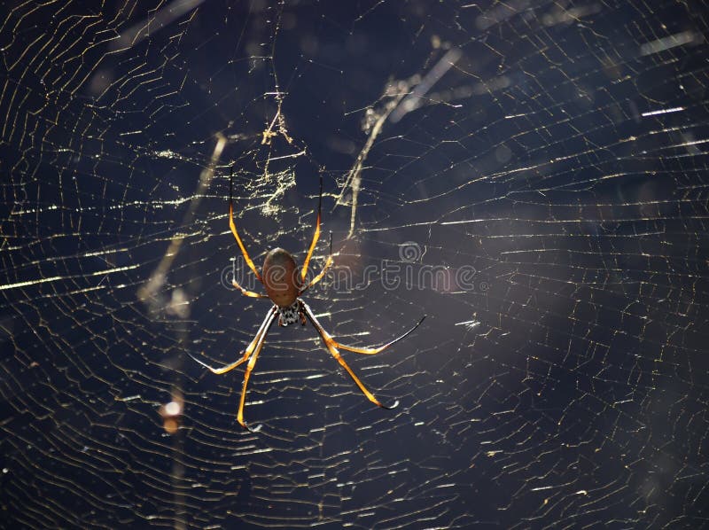 Huntsman Spider stock image. Image of spider, predator - 33971567