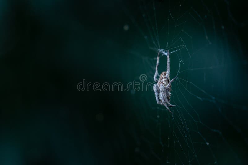 Huntsman Spider on Spider Web Stock Photo - Image of nature, color ...