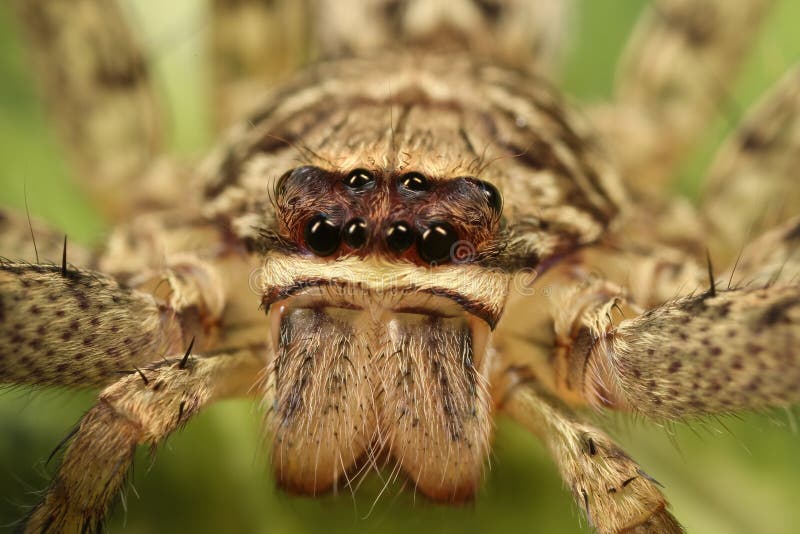 Grote Huntsman Spin Op Boom Madagascar Stock Afbeelding - Image of ...