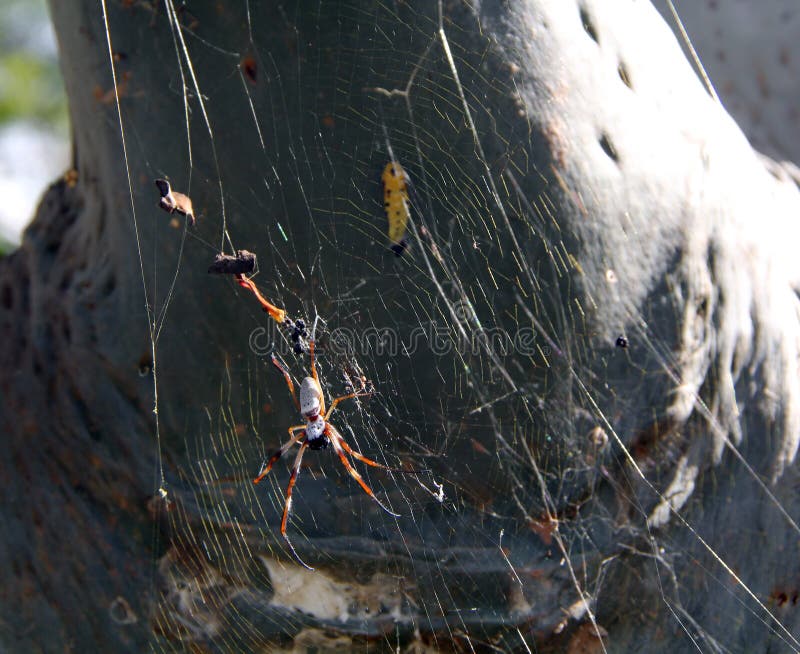 De Spin En Het Web Van Huntsman Stock Foto - Afbeelding bestaande uit ...