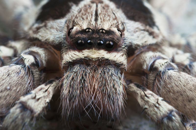 De spin van Huntsman stock afbeelding. Image of arachnofobie - 22806923