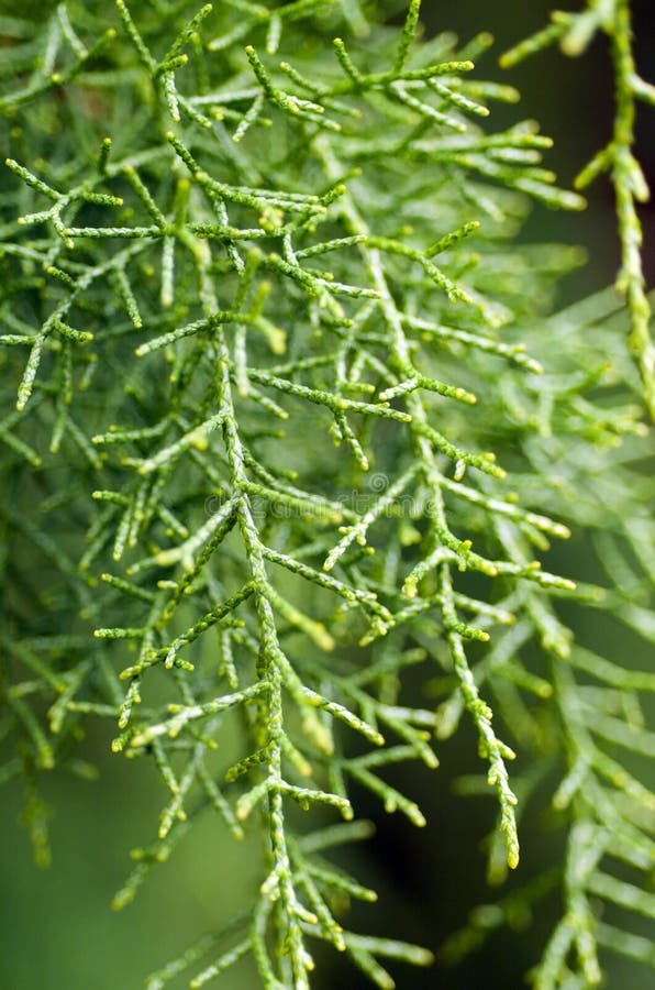 Huon Pine stock image. Image of vegetation, foliage, tasmania - 18903653