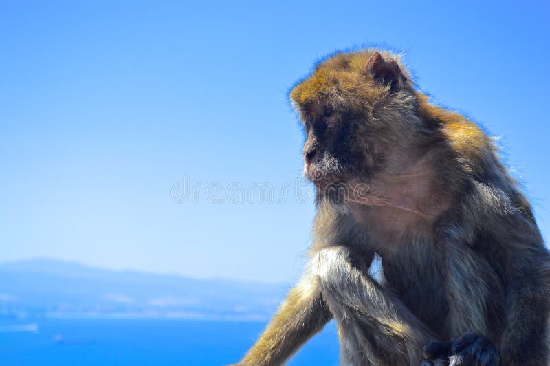 Hupper Monkey stock image. Image of gibraltar, friendly - 74671903