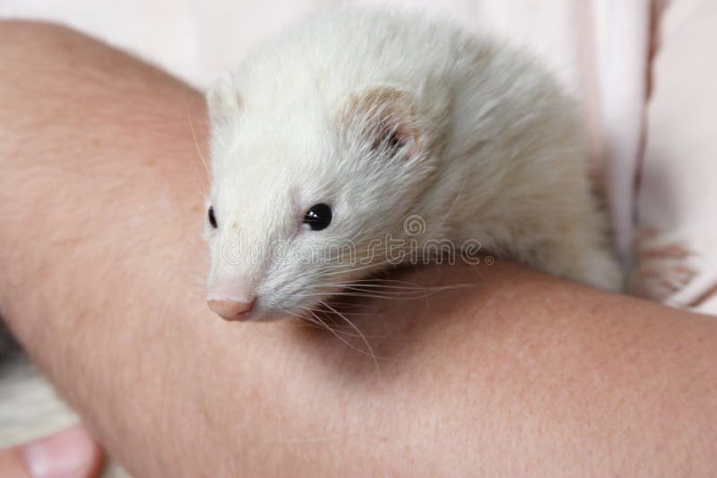 Hurón lindo del albino imagen de archivo. Imagen de hurón - 12305893