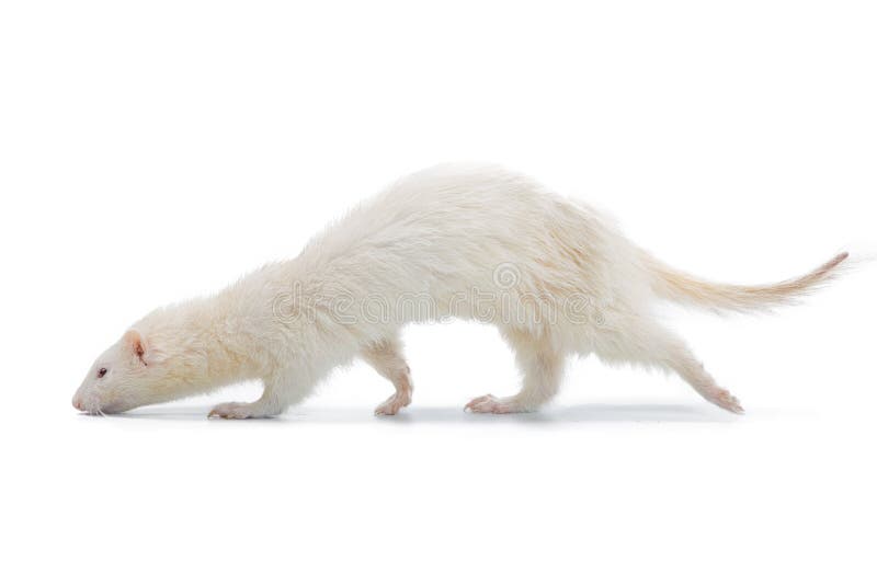 Hurón del albino foto de archivo. Imagen de bichos, ojos - 2514166