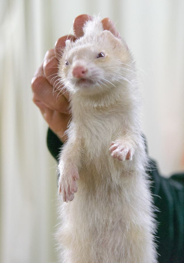 Hurón lindo del albino imagen de archivo. Imagen de hurón - 12305893