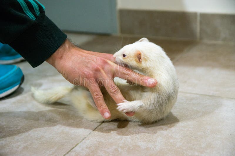 Retrato Del Hur?n Del Albino En Estilo Perezoso De La Playa Imagen de ...